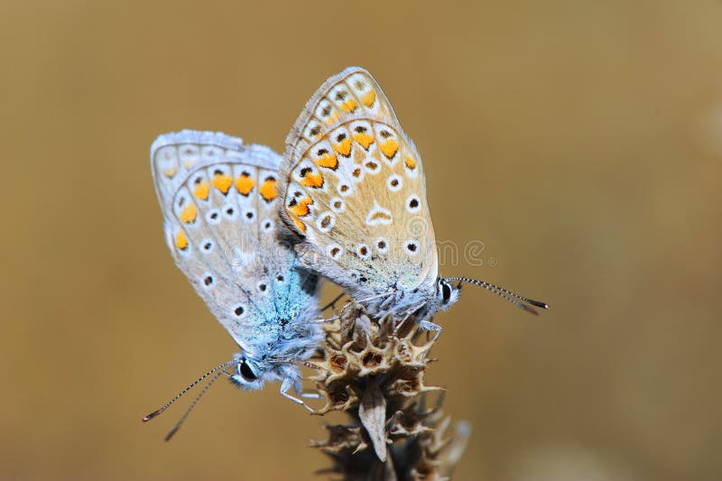 Two Butterflies Making Love on the Flowers Stock Photo - Image of life ...