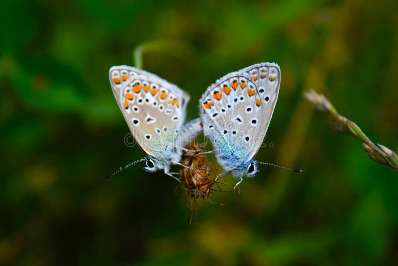 Two Butterflies Mate while Sitting on a Wildflower Stock Image - Image ...