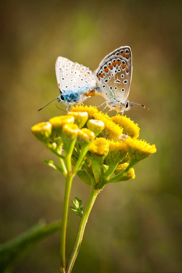 700+ Mating Free Stock Photos - StockFreeImages