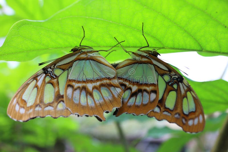 Two Butterflies Mating on a Leaf Stock Photo - Image of shack, nature ...