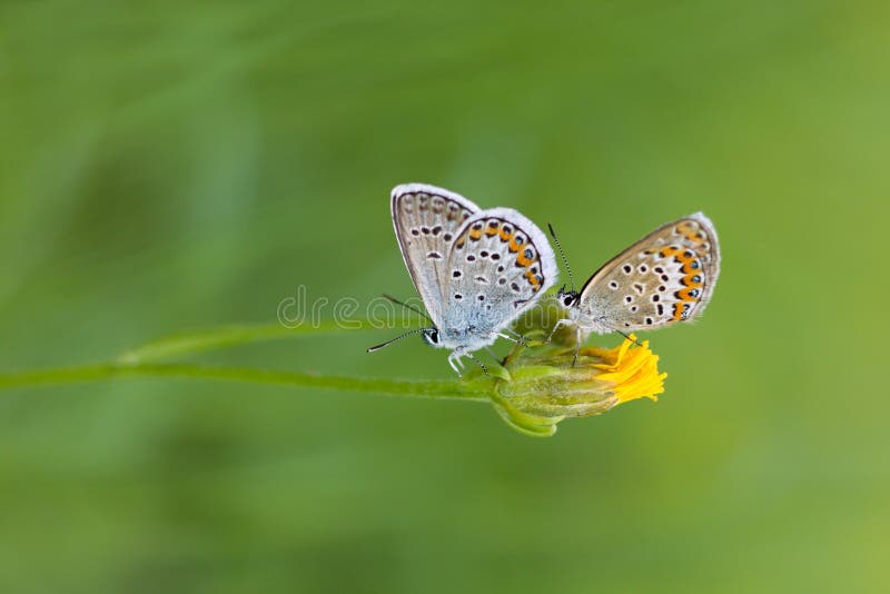 Two butterflies stock image. Image of antenna, environment - 103410195