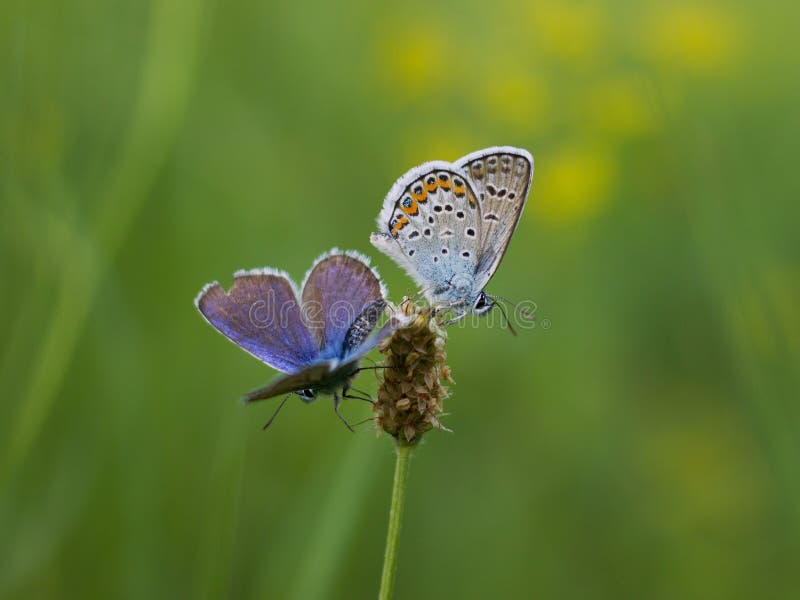 Two butterflies stock image. Image of garden, grass - 103410679