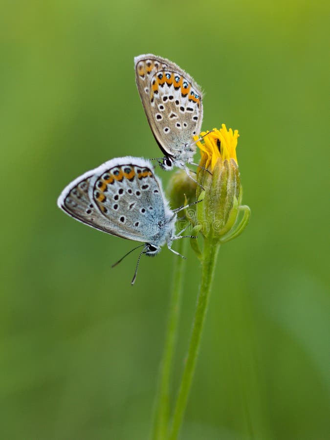 Two butterflies stock photo. Image of feeding, lepidoptera - 103411070