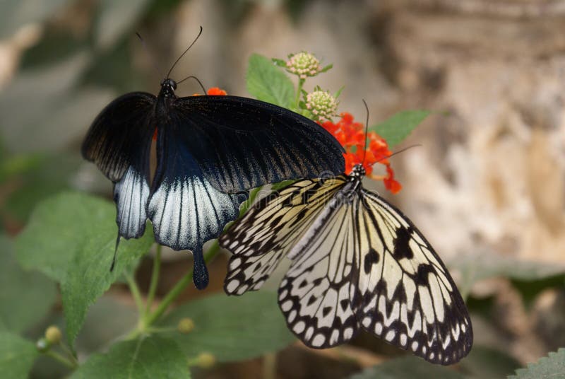 Two butterfly stock photo. Image of climate, friendship - 11398104