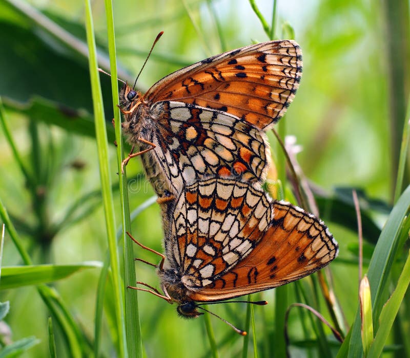 Two butterfly stock image. Image of plant, lepidoptera - 25568205