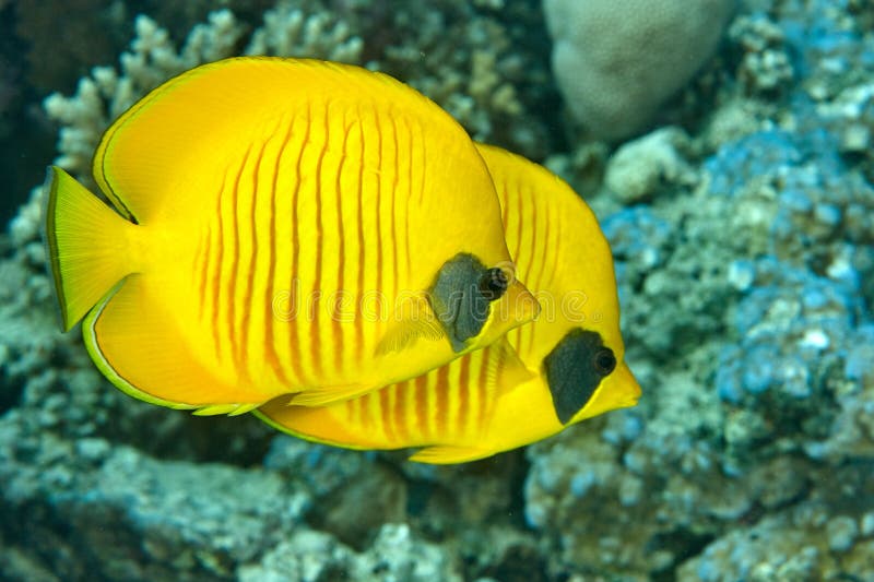 Two Butterfly Fish Swim Near Corals Stock Photo - Image of sharm ...