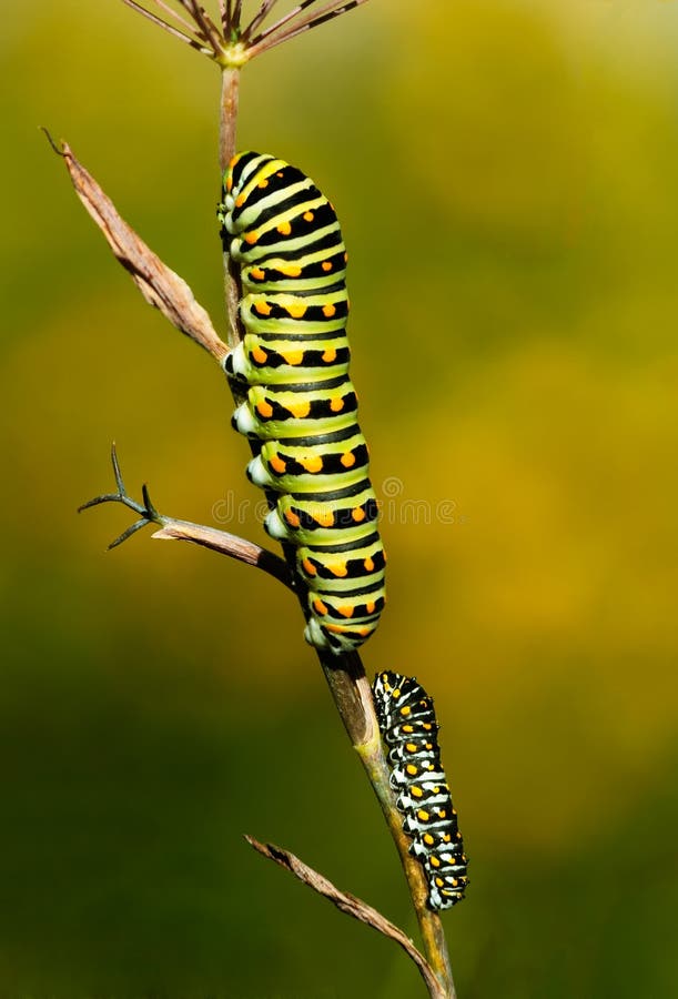 Two butterfly larvae stock photo. Image of legs, butterfly - 34627596