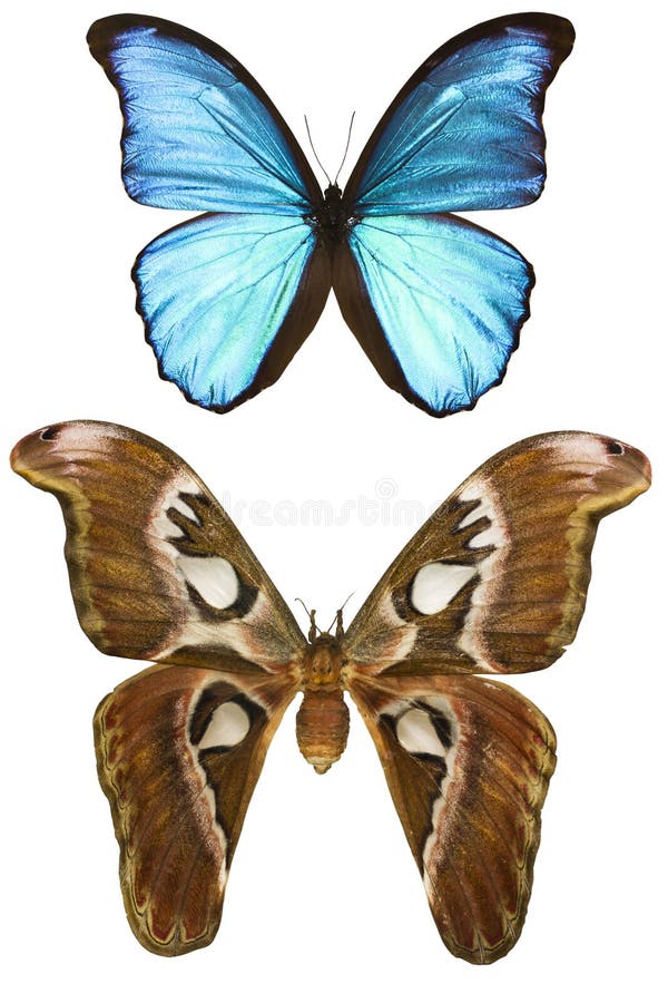 Blue Morpho stock photo. Image of nature, blue, open - 68538634