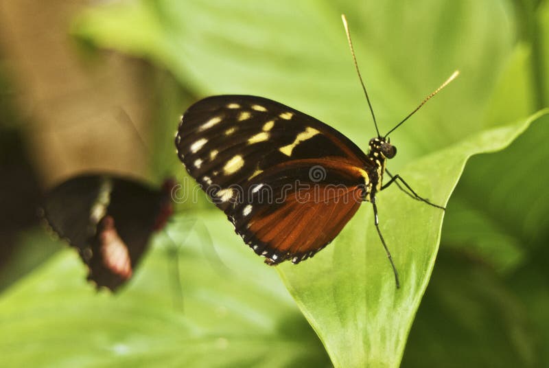 Butterfly friends stock image. Image of wild, people - 86341987