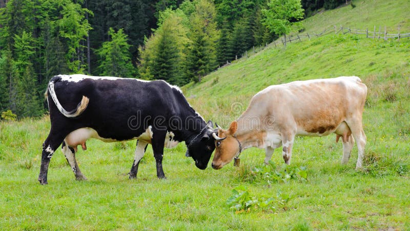 Cows butting heads stock photo. Image of greenish, animal - 16370108