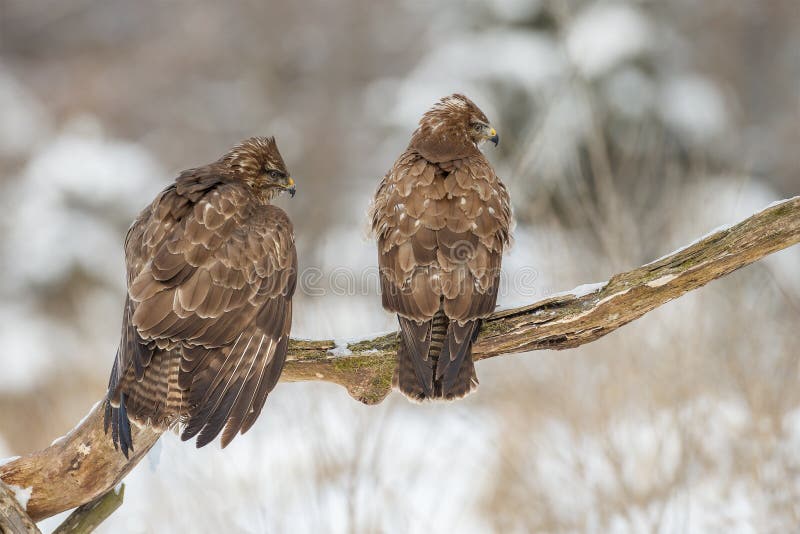Two buzzards looking right stock image. Image of right - 29651227