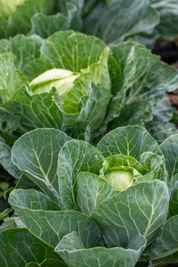 Two Cabbage Grows in a Market Garden Stock Photo - Image of aliment ...