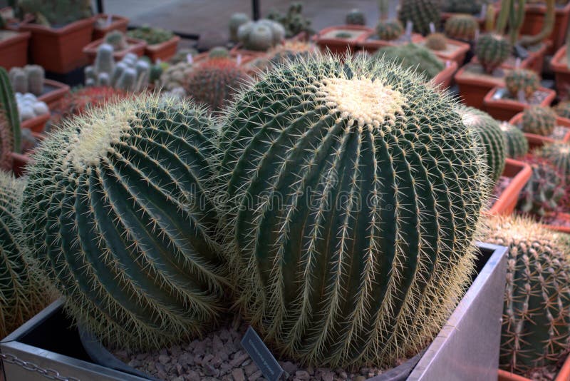 Two cacti in a greenhouse stock photo. Image of greenhouse - 271055436