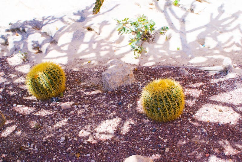 Two Cacti Growing in the Shade in Summer in a Hot Country Stock Photo ...