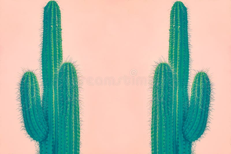 Green Cactus on Pink Background with Copy Space in between Two Cacti ...