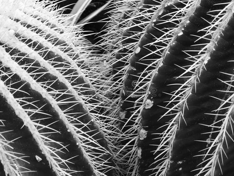 Cactus stock image. Image of life, cactus, garden, exploration - 99257255