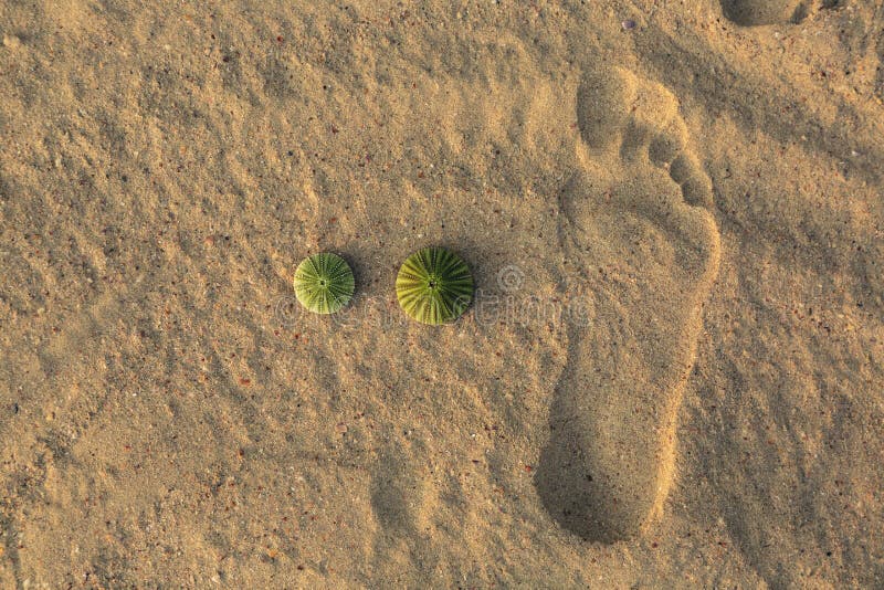 Two Cactus Green without Thorns Lying on the Sand Stock Image - Image ...