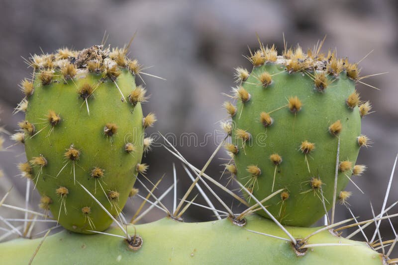 Two Cactus Leave Stock Photos - Free & Royalty-Free Stock Photos from ...