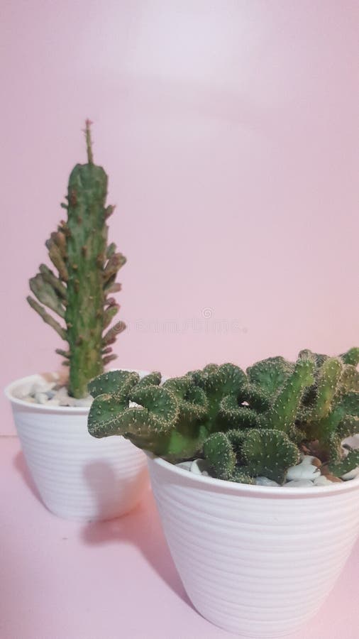 Two Cactus in One Frame with Pink Background Stock Photo - Image of ...
