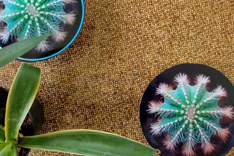 Two Cactus Plants Take from Top View Stock Photo - Image of leaf ...