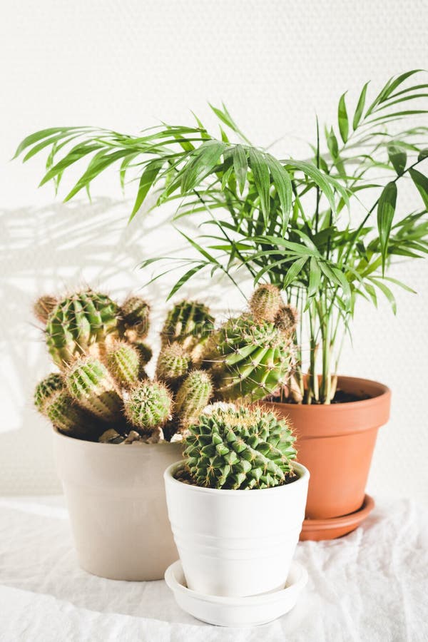 Two Cactuses and Chamaedorea on White Table Stock Photo - Image of ...
