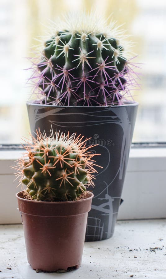 Two Cactuses on the Windowsill Stock Photo - Image of front, bigger ...