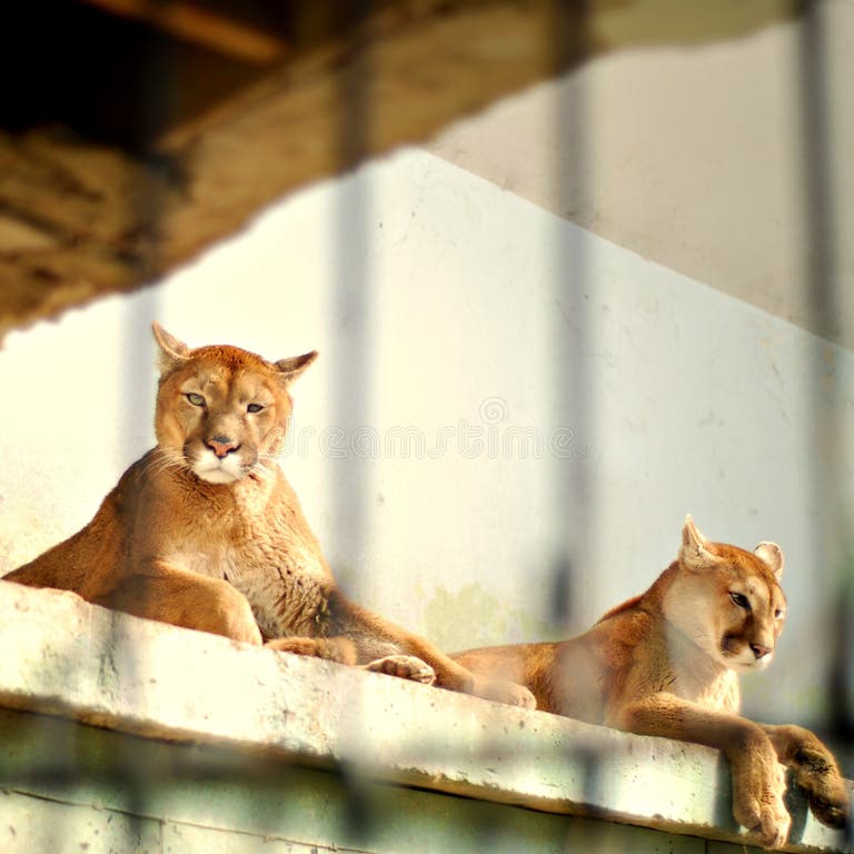 Two Caged Puma stock photo. Image of captivity, pounce - 3293726