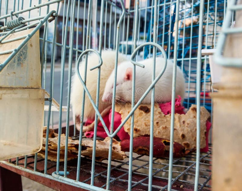 Two Caged White Rats are Sleeping. Stock Image - Image of dreamstime ...