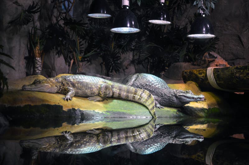 Two Caimans in Their Habitat at Cattolica Aquarium Stock Photo - Image ...