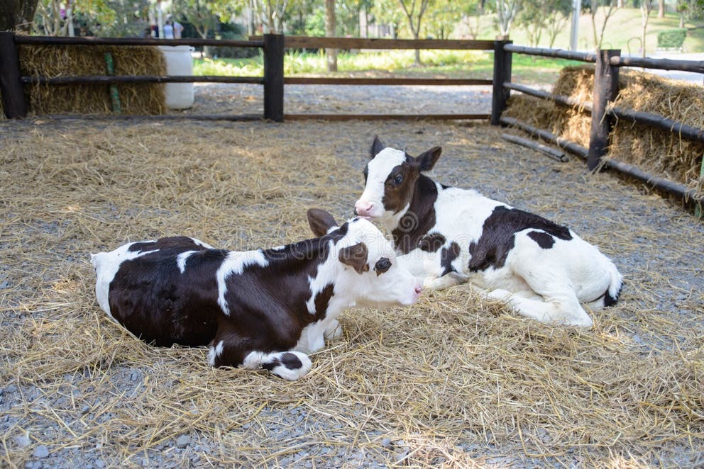 Two Calf stock image. Image of outside, green, countryside - 50364929