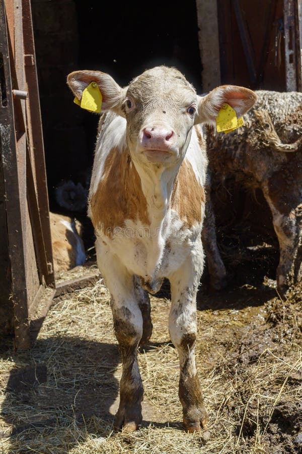 Two Calf`s on Small Serbian Farm Stock Photo - Image of cattle, young ...