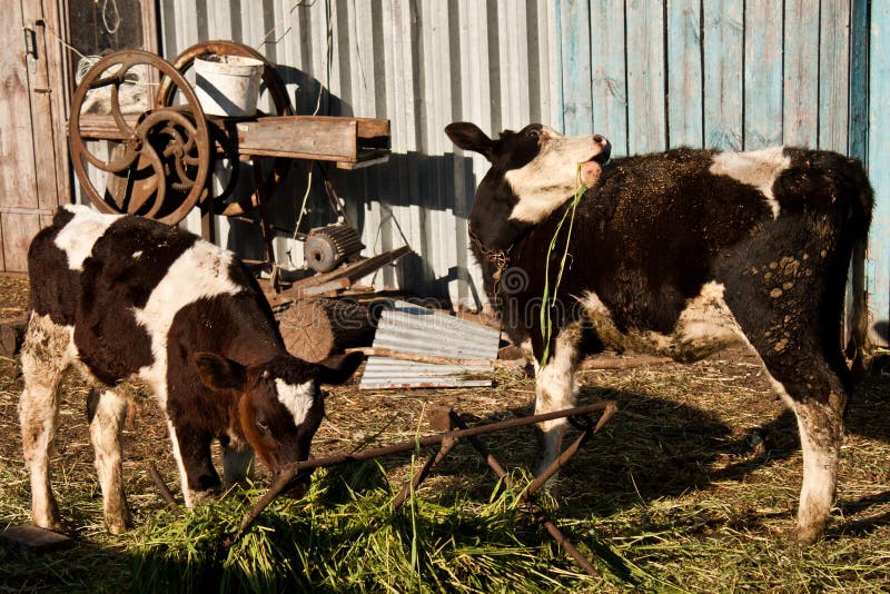 Two calf stock image. Image of grass, outside, meadow - 55109021