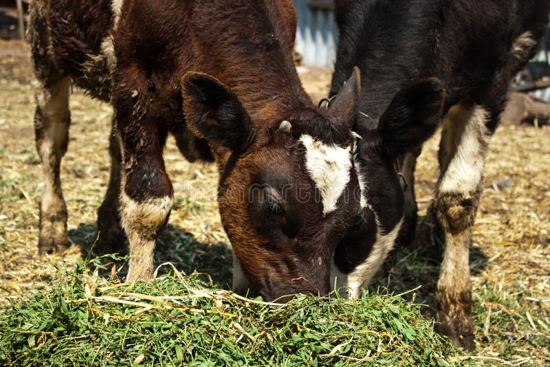 Two calf stock photo. Image of domestic, animal, dairy - 55789442