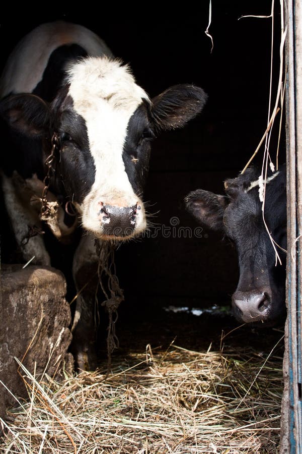 Two calf stock image. Image of agriculture, land, field - 57045321