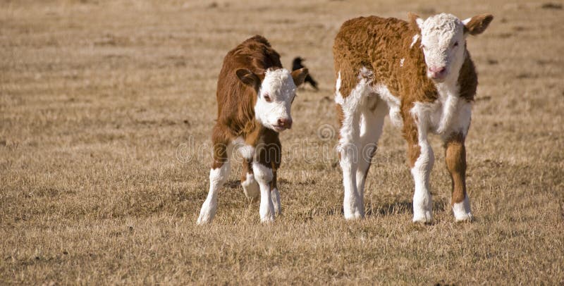 Two calfs stock photo. Image of nose, nice, livestock - 9022056