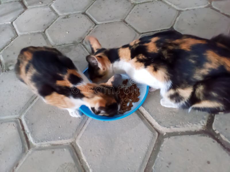 Two Calico Cats Eating from a Blue Bowl on a Stone Surface. Stock Photo ...