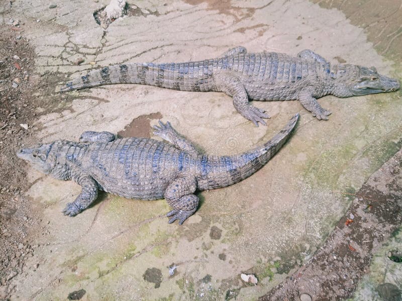 Calmalligator Stock Photos - Free & Royalty-Free Stock Photos from ...