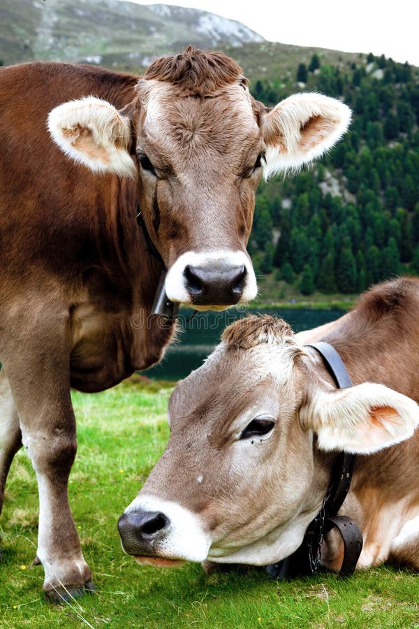 Two cows on pasture stock image. Image of farm, conceptual - 105471629