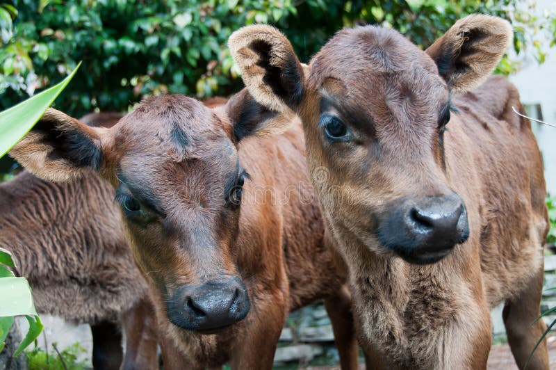 Two Calves stock photo. Image of countryside, heifer - 21677116