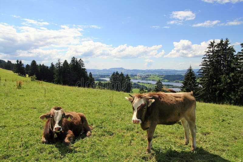 Two Calves on a Green One Would Point Stock Photo - Image of cheese ...