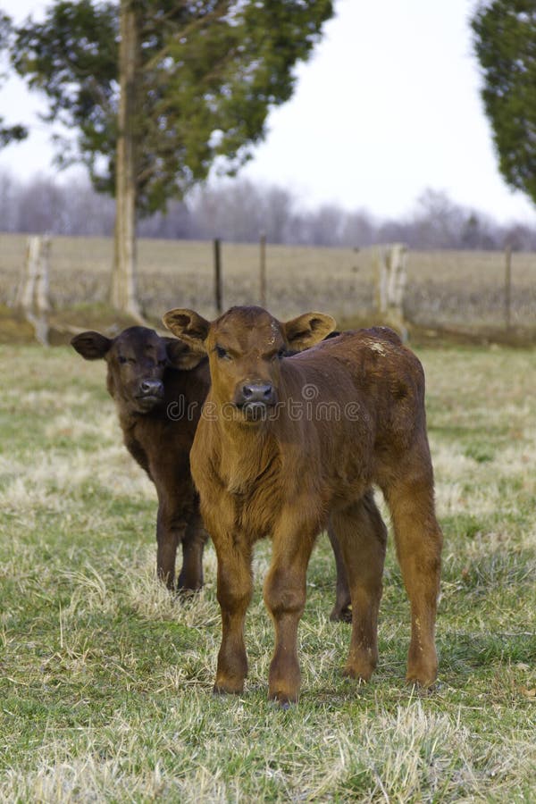 Two Calves Looking at Camera Stock Photo - Image of farming, herd: 32956162