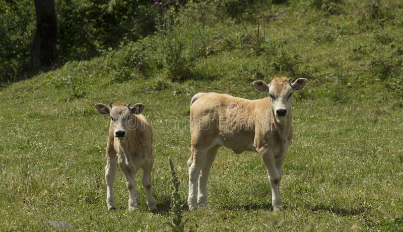 Two calves looking at us stock photo. Image of young - 87401496