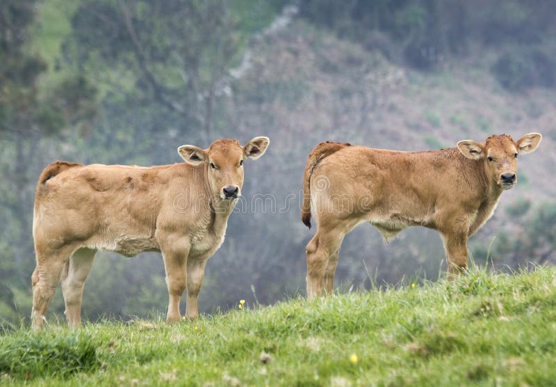 Two calves in a meadow stock image. Image of meadow - 170646147
