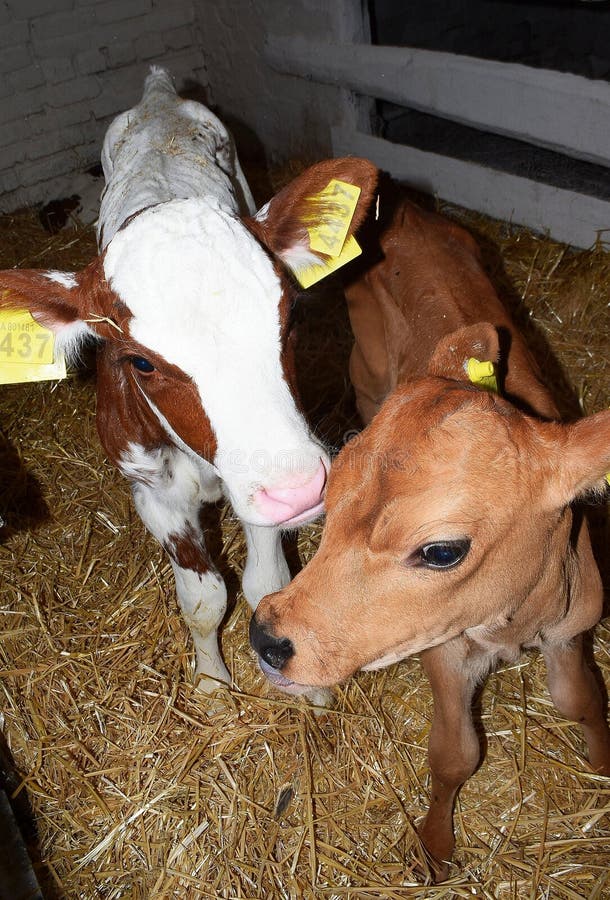 126 Goat Calves Stock Photos - Free & Royalty-Free Stock Photos from ...