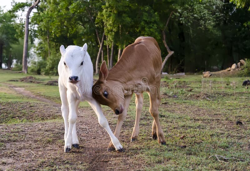Two calves stock image. Image of domestic, calves, playing - 30874005