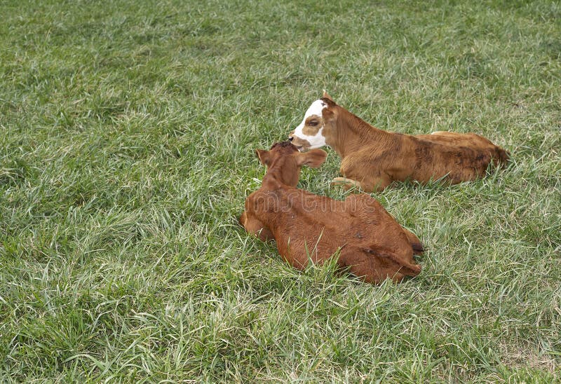 Red Calves on a Pasture in a Field Against a Beautiful Summer Landscape ...