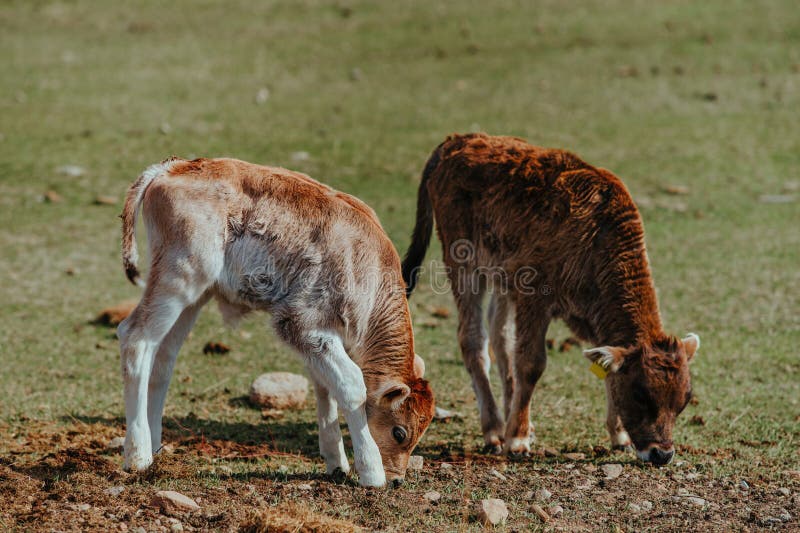 Two Calves in a Spring Meadow Stock Photo - Image of grass, animal ...