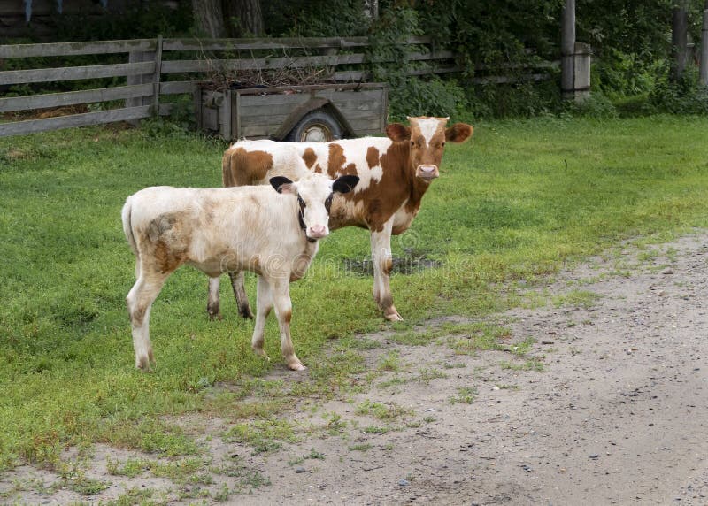 Two Calves on a Village Street Stock Image - Image of calve, grass ...