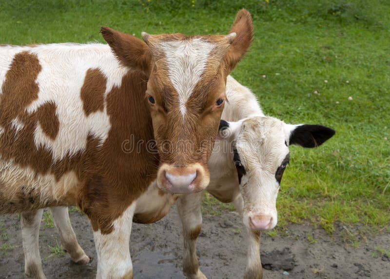Two Calves on a Village Street Stock Image - Image of summer, animal ...