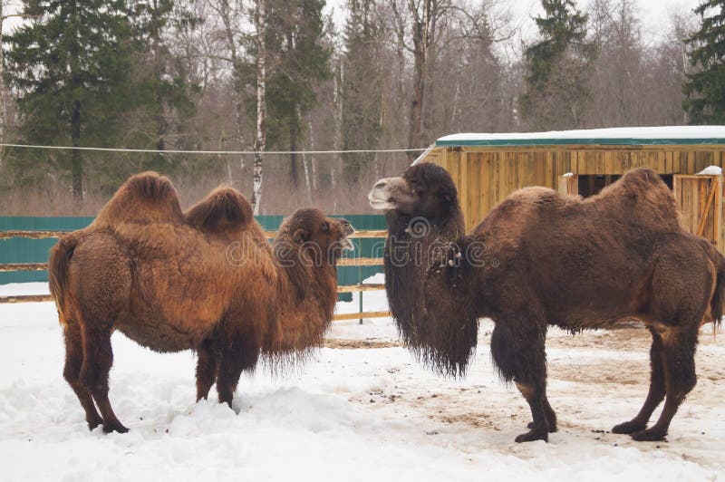 Two camel stock image. Image of mammals, camel, snow - 68545603